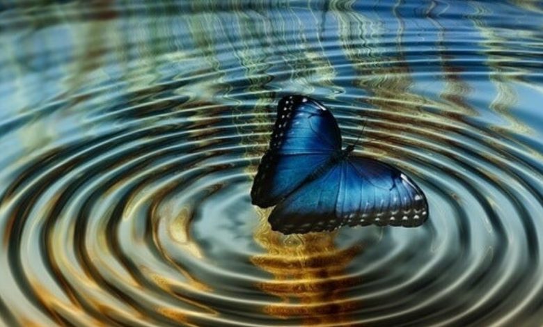 El aleteo de las alas de una mariposa se puede sentir al otro lado del ...