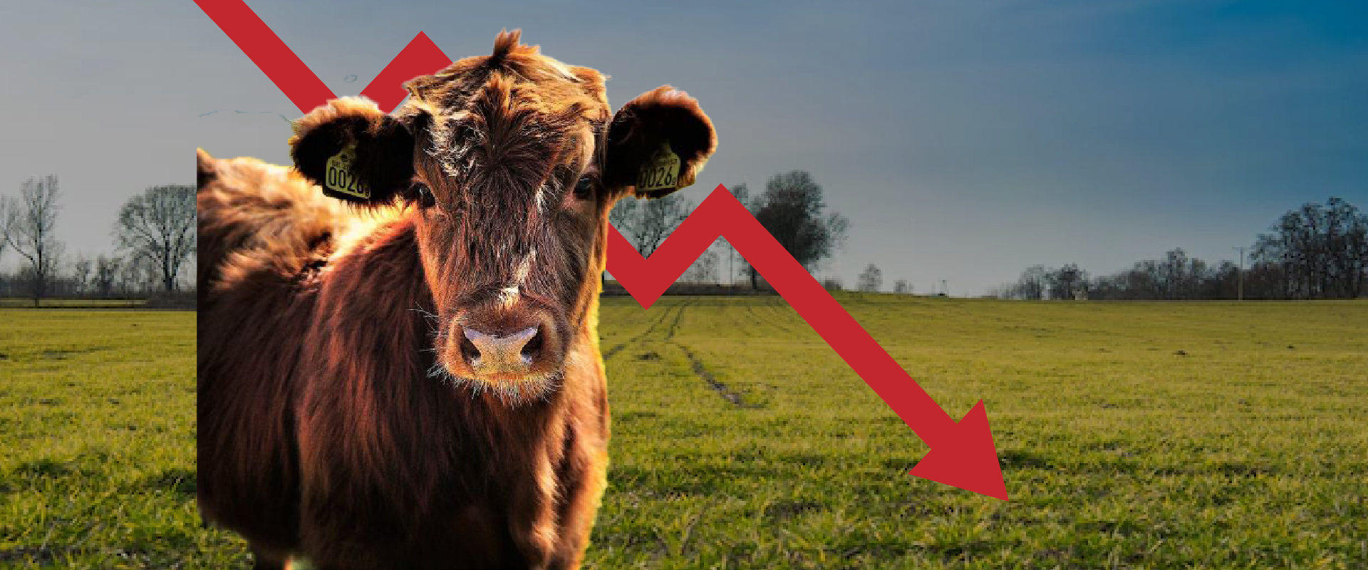 El novillo y la vaca perdieron la fuerza del arranque del año ...