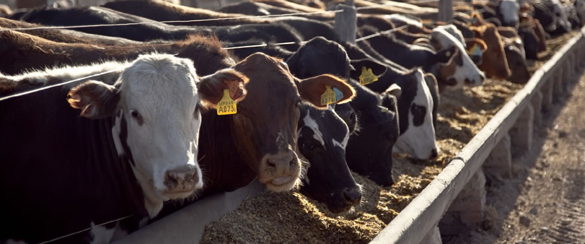 Feedlots: la foto es buena, pero la película – Agroeducación