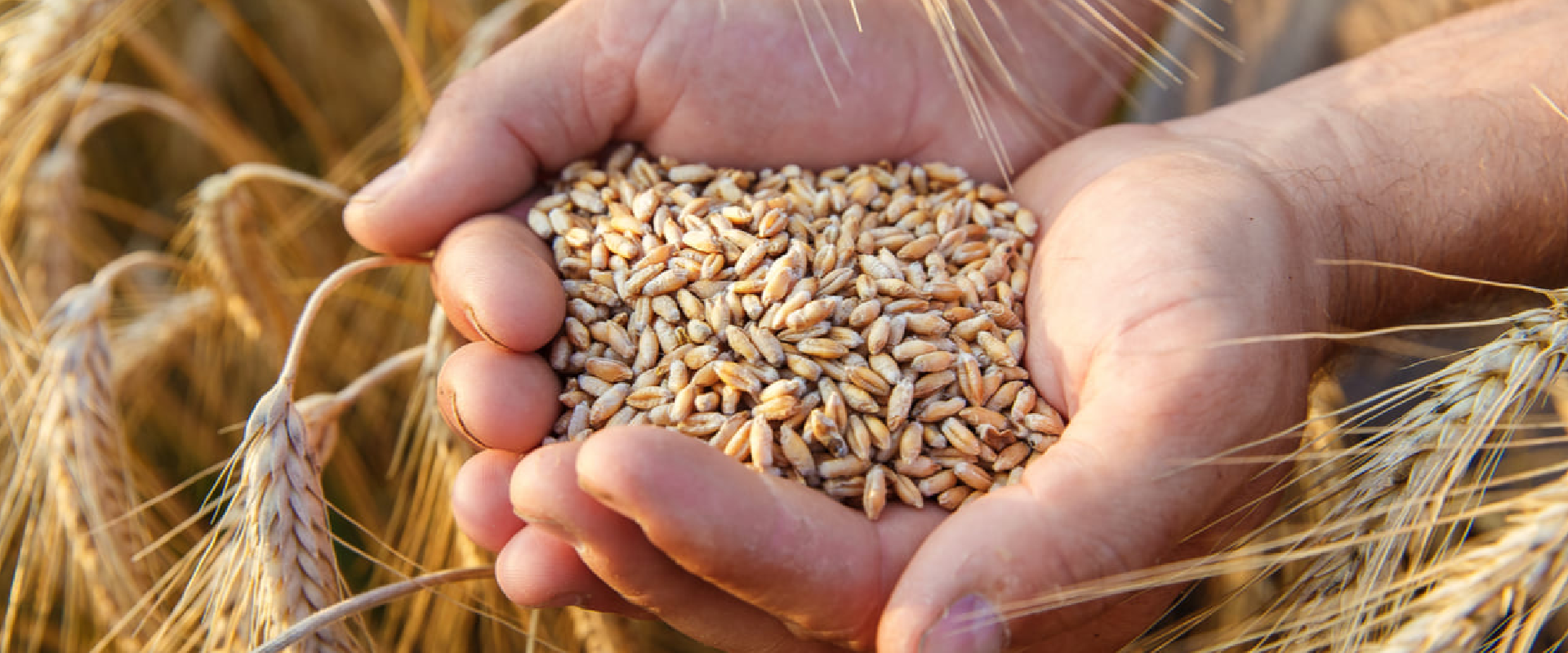 Trigo y maíz temprano, producción y precios – Agroeducación